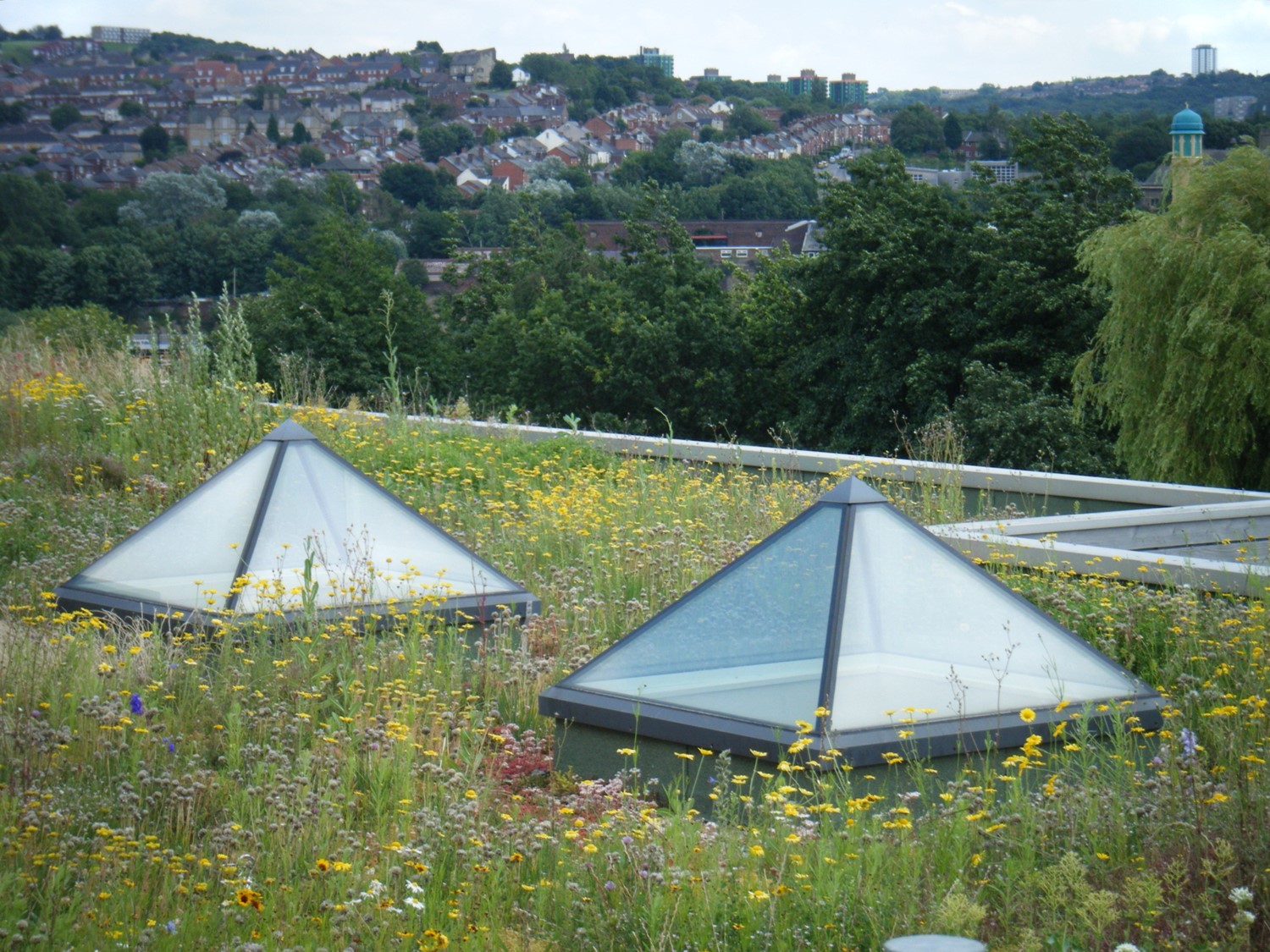 Green Roof : Sharrow Primary School